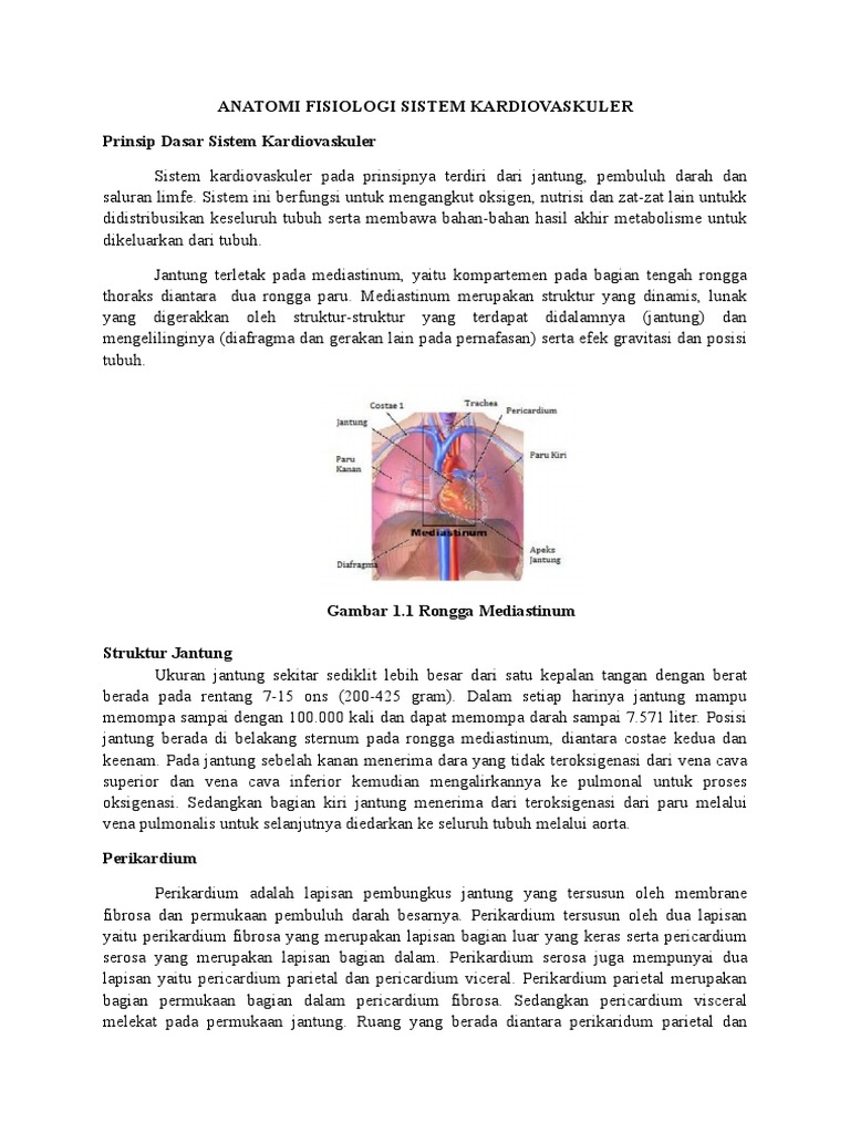 Anatomi Fisiologi Sistem Kardiovaskuler | PDF