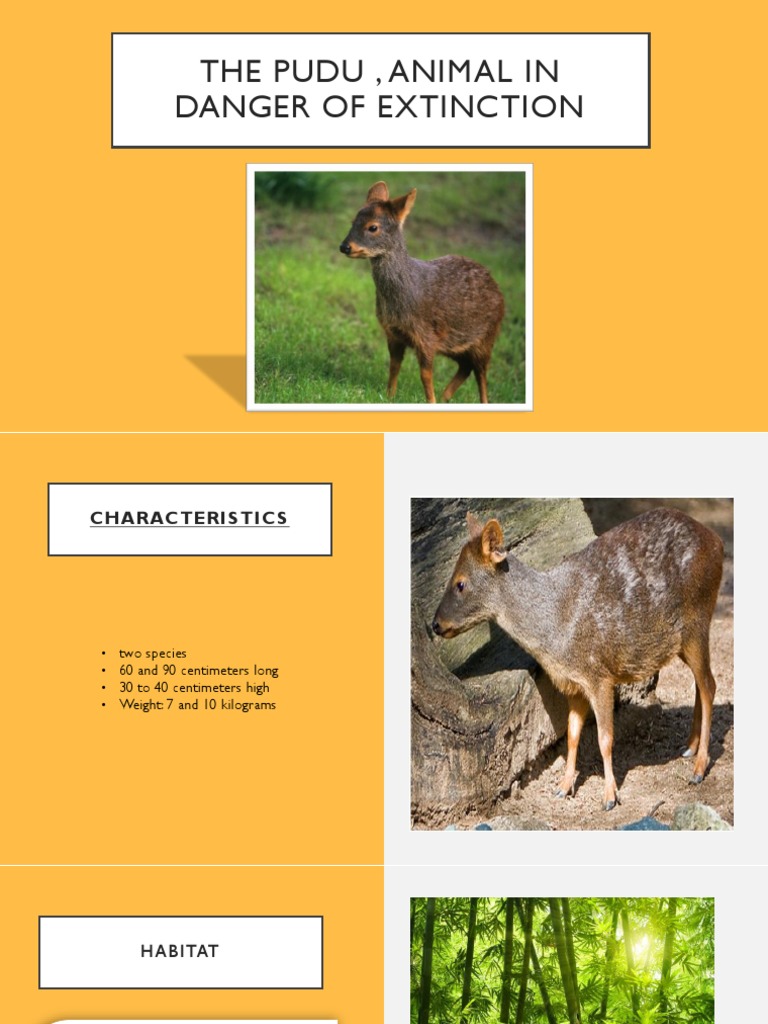 Pudu: Endangered Deer Species Facts | PDF