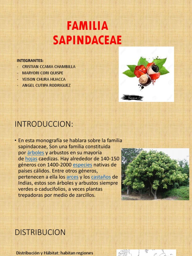 Monografía sobre la familia Sapindaceae | PDF | Plantas | Horticultura ...