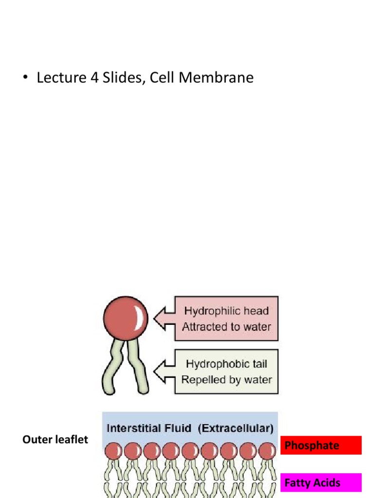 Cell Membrane | PDF | Phospholipid | Cell Membrane