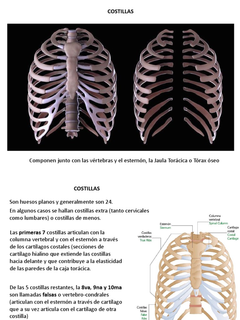 Costillas | PDF | Tórax | Tórax (anatomía humana)