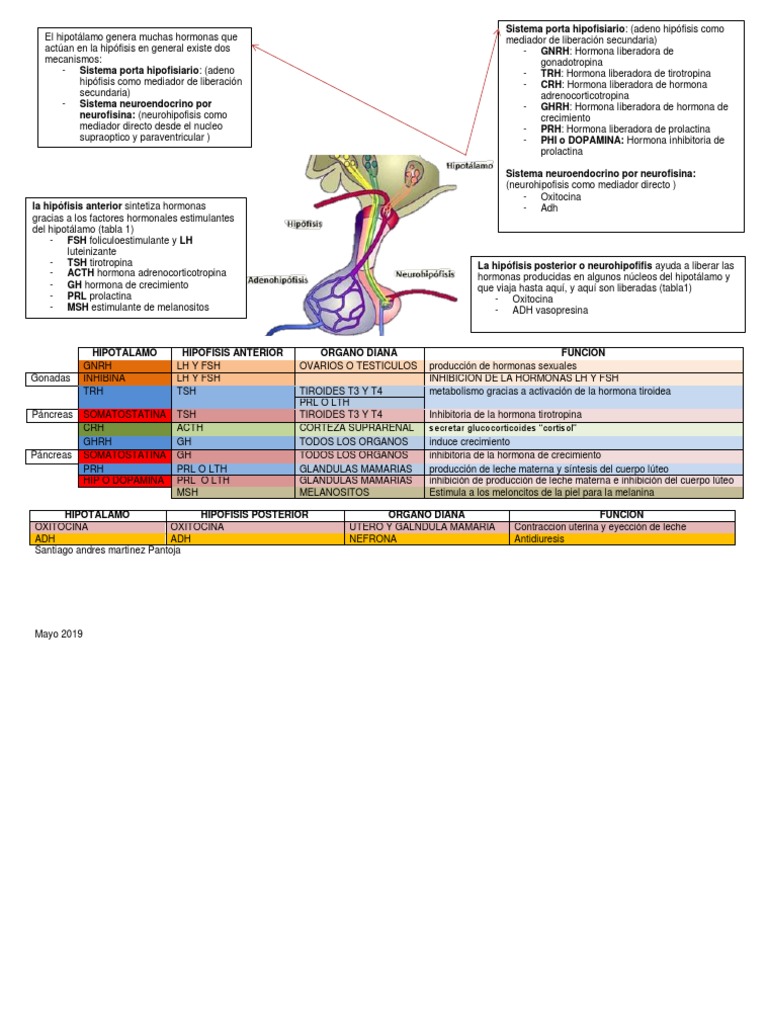 Esquema Endocrino Hipotalamo Hipofisiario | PDF | Hormona estimulante de la tiroides | Glándula ...