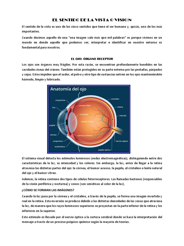 El Sentido de La Vista o Visión | PDF | Ojo humano | Percepción visual