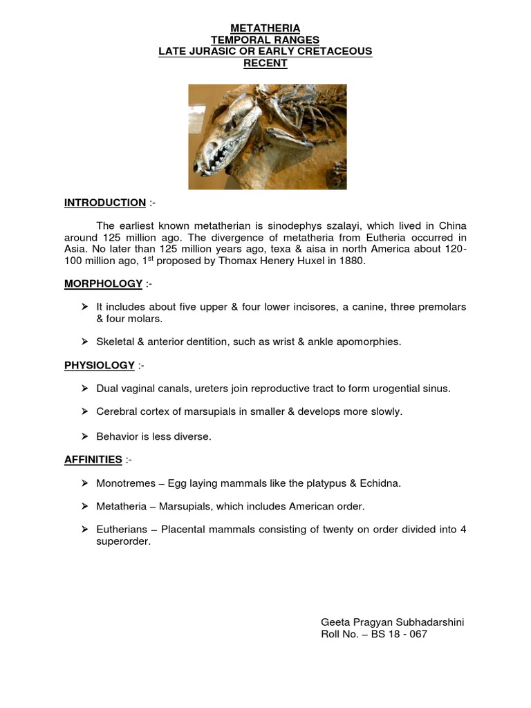 Metatheria Temporal Ranges Late Jurasic or Early Cretaceous Recent ...