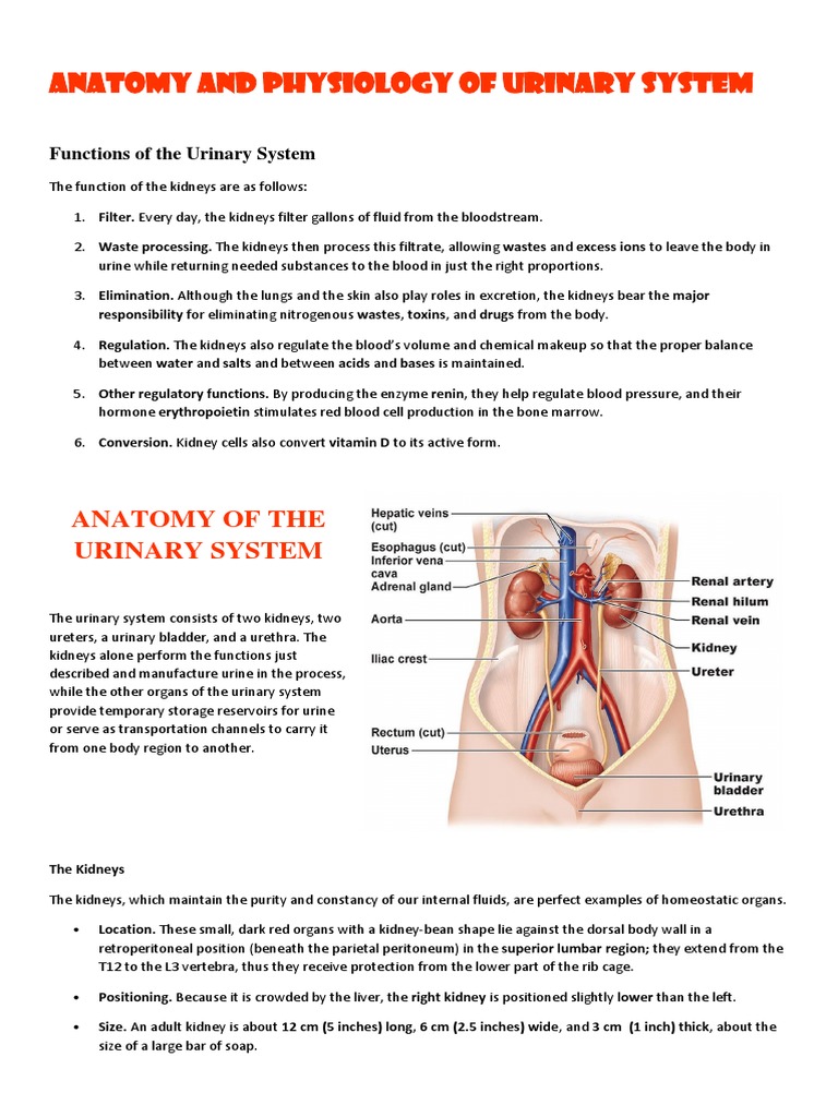 Anatomy and Physiology of Urinary System | PDF | Kidney | Urinary System
