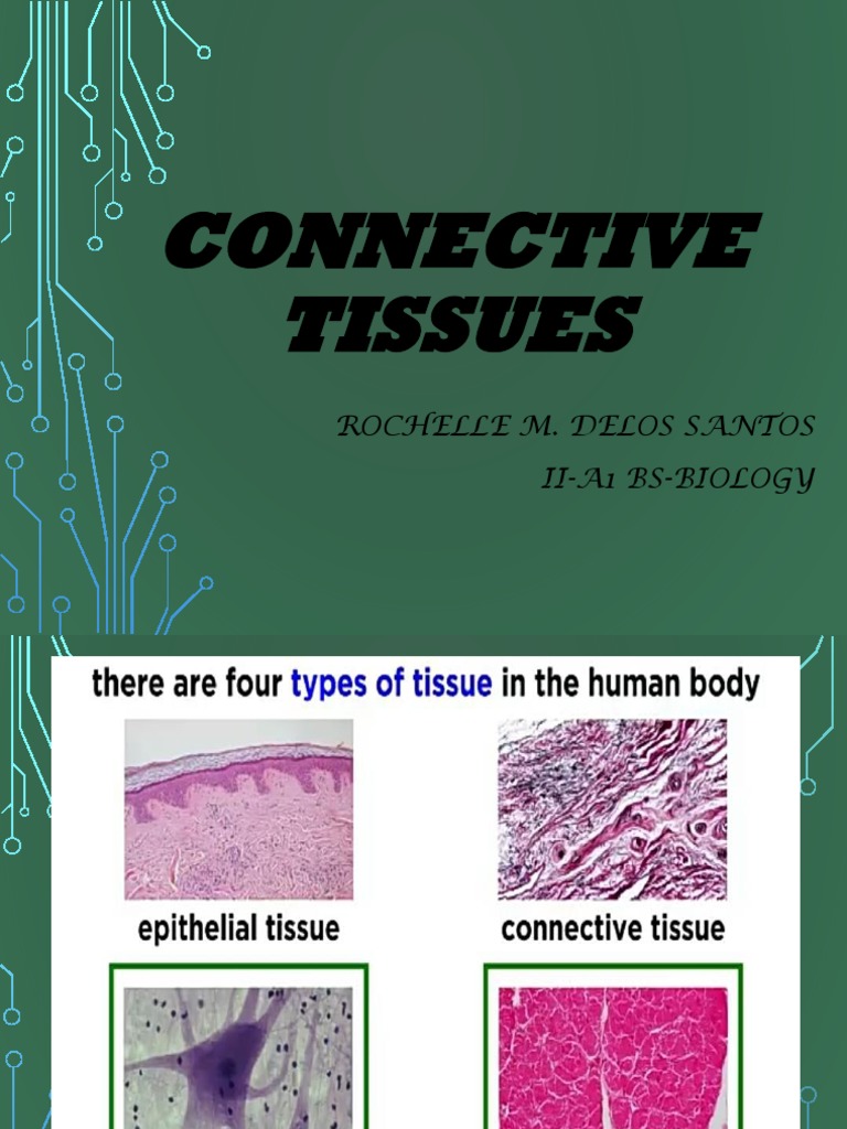 Connective Tissues: Rochelle M. Delos Santos Ii-A1 Bs-Biology | PDF ...