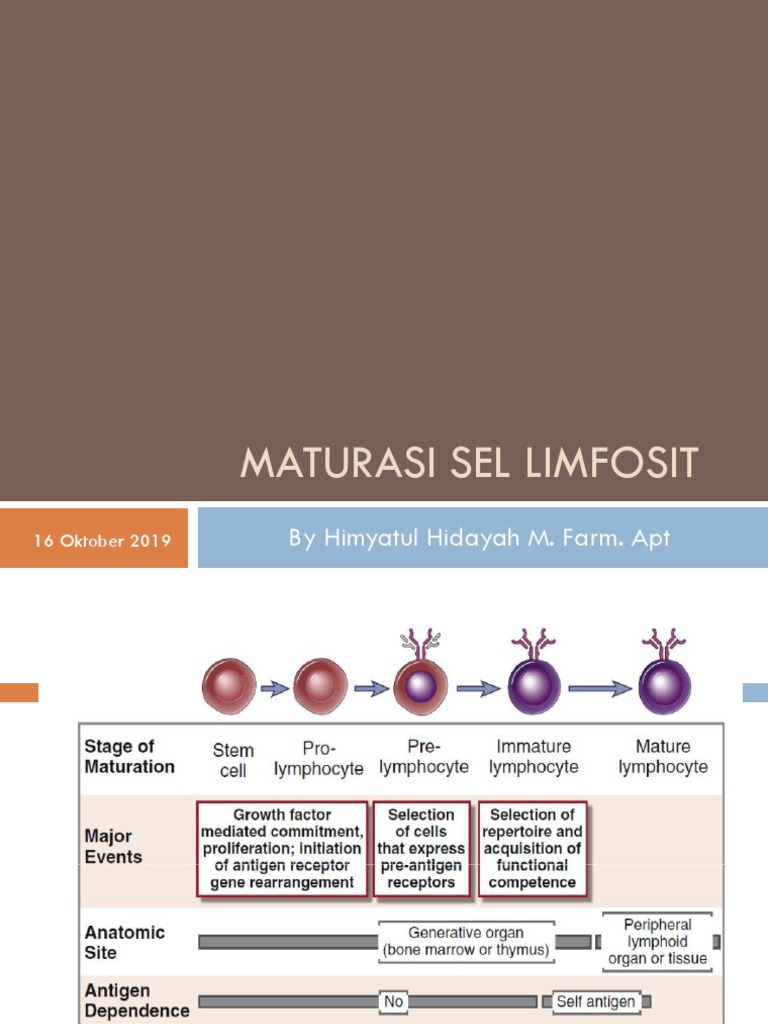 Maturasi Sel Limfosit | PDF