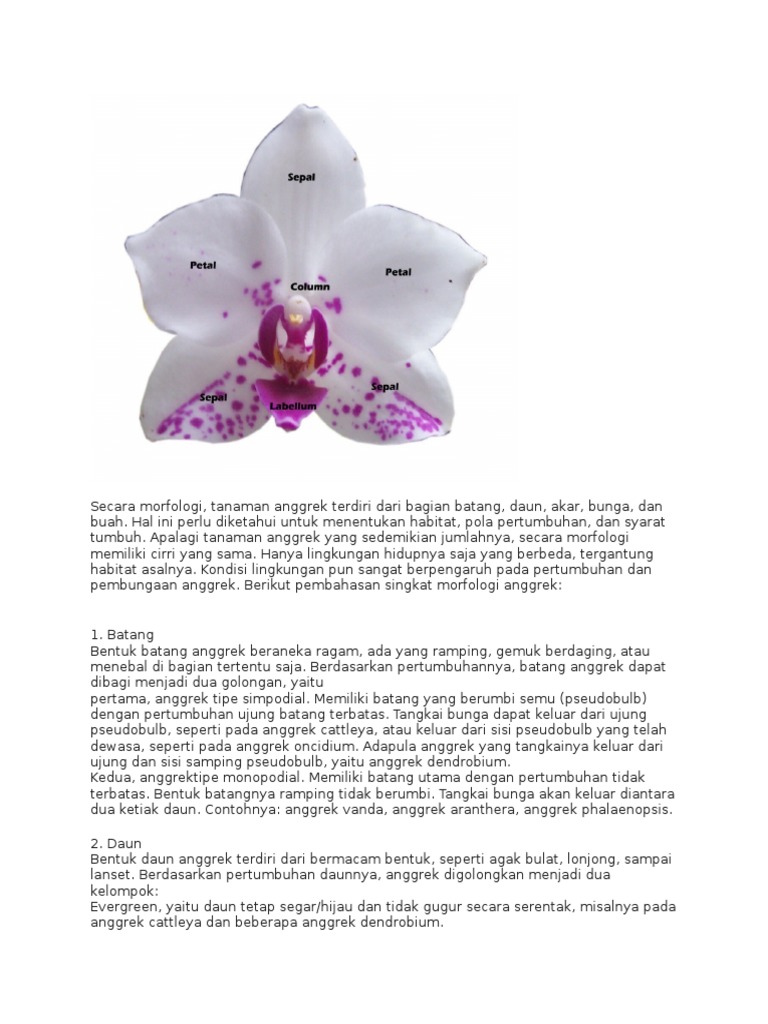 Morfologi Anggrek | PDF