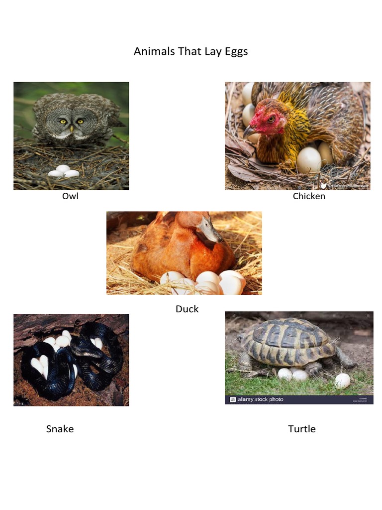 Animals That Lay Eggs | PDF