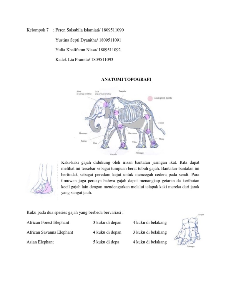 Struktur dan Fungsi Kaki Gajah | PDF