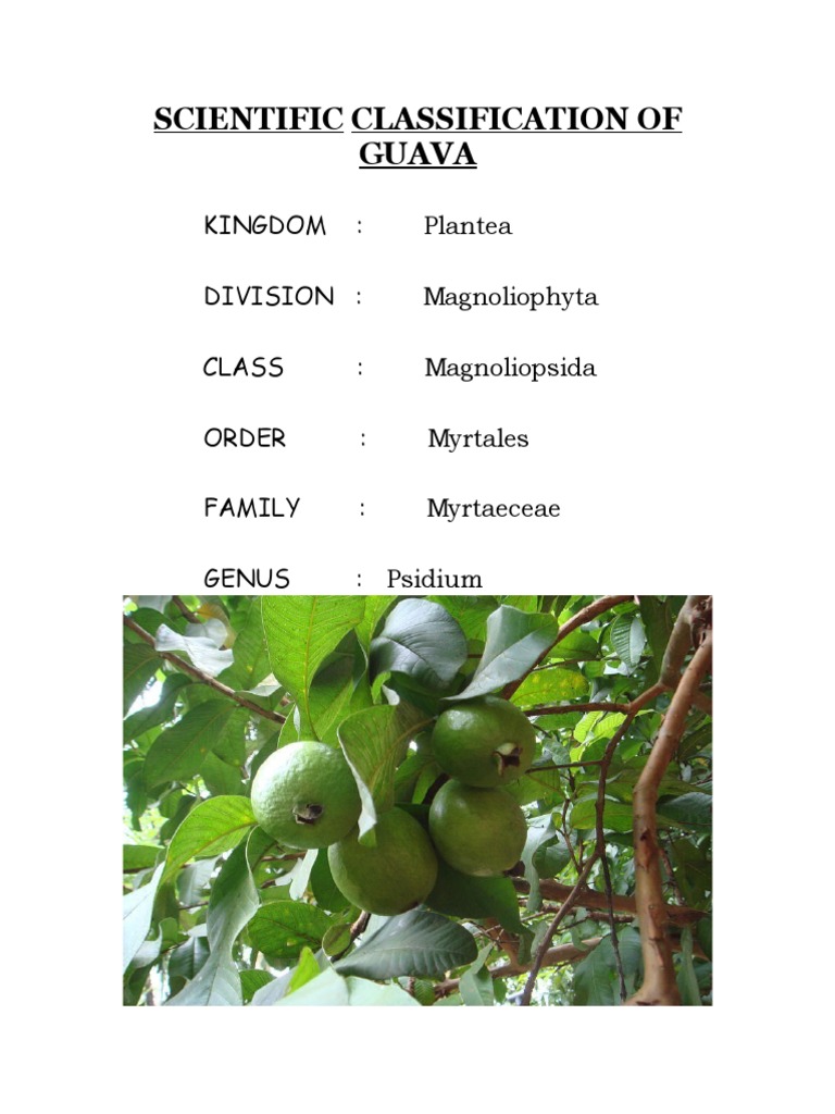 Guava Scientific Classification Overview | PDF | Science & Mathematics