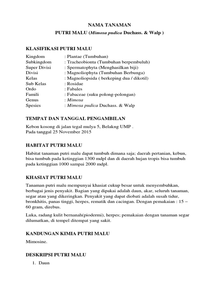 Klasifikasi Putri Malu | PDF