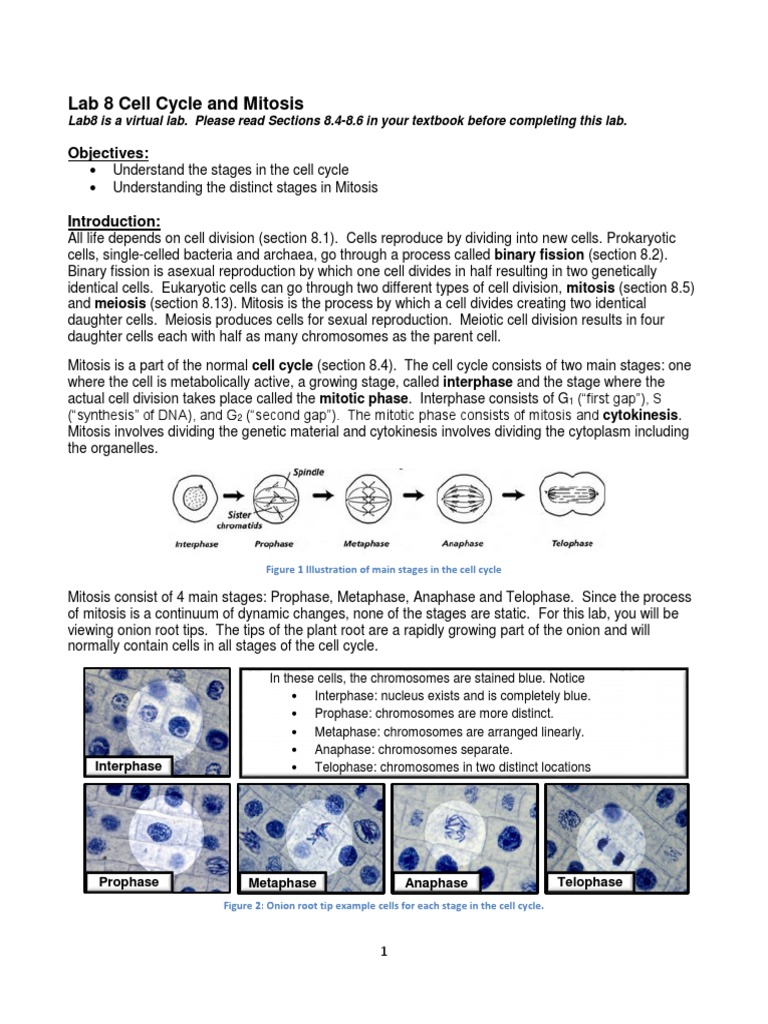 Lab 8 Cell Cycle and Mitosis: Objectives | PDF | Mitosis | Meiosis
