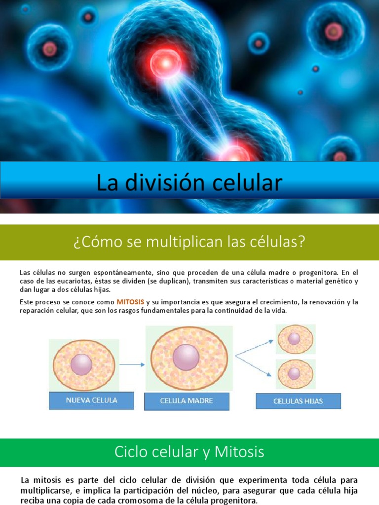 Importancia y Proceso de la División Celular | PDF | Mitosis | Ciclo ...