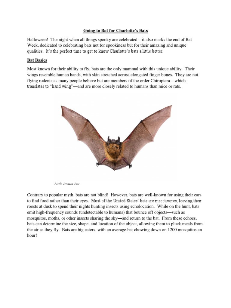 Bats 10-31-19 | PDF | Bat | Organisms
