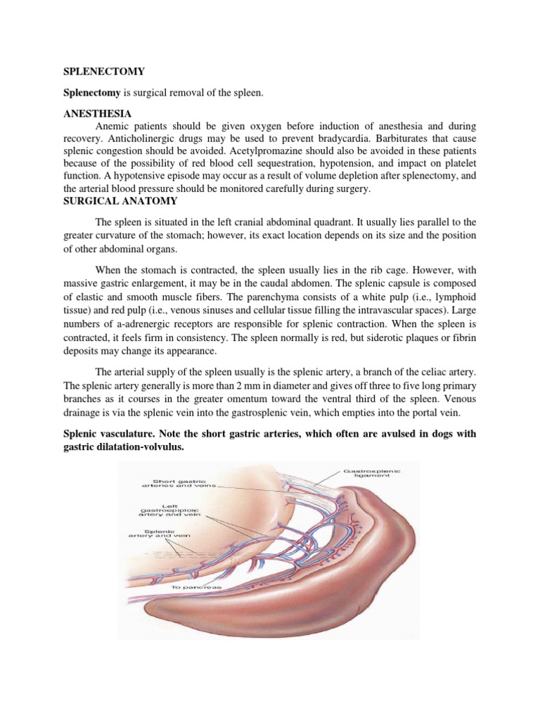 Splenectomy Splenectomy Is Surgical Removal of The Spleen. Anesthesia ...