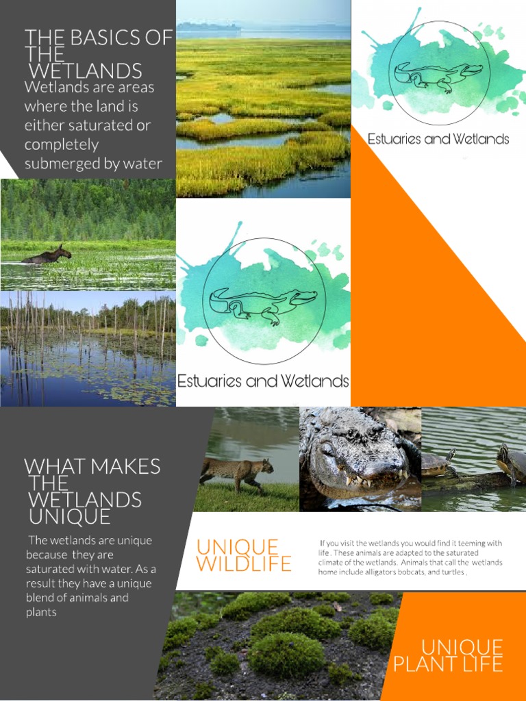 Wetlands: Unique Plants & Wildlife | PDF | Science & Mathematics