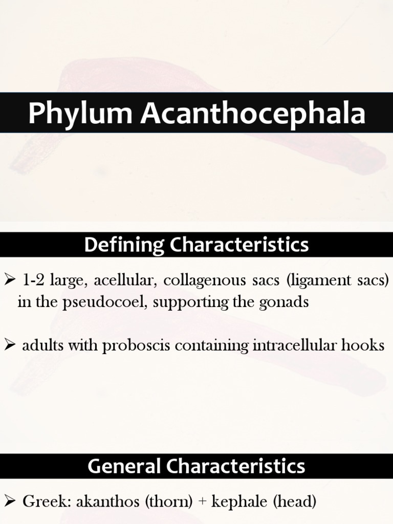 Acanthocephala | PDF | Zoology | Organisms