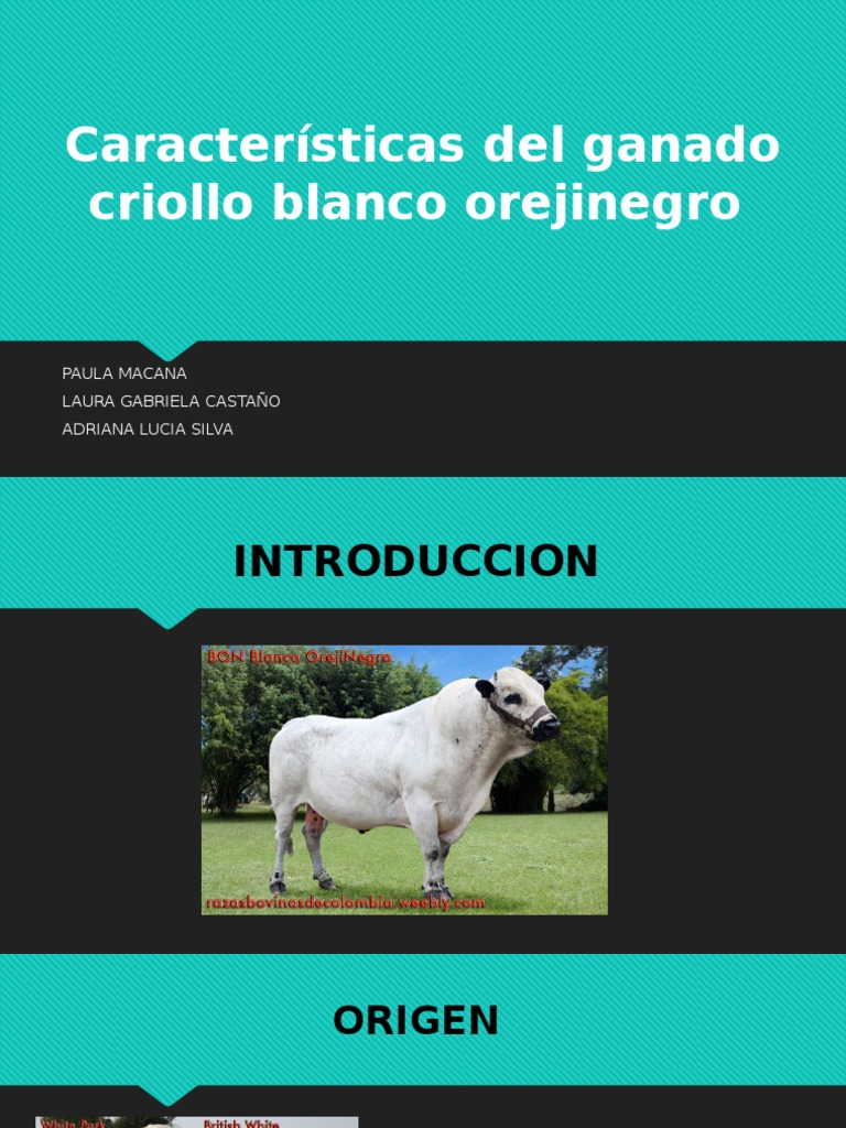 Características Del Ganado Criollo Blanco Orejinegro | PDF