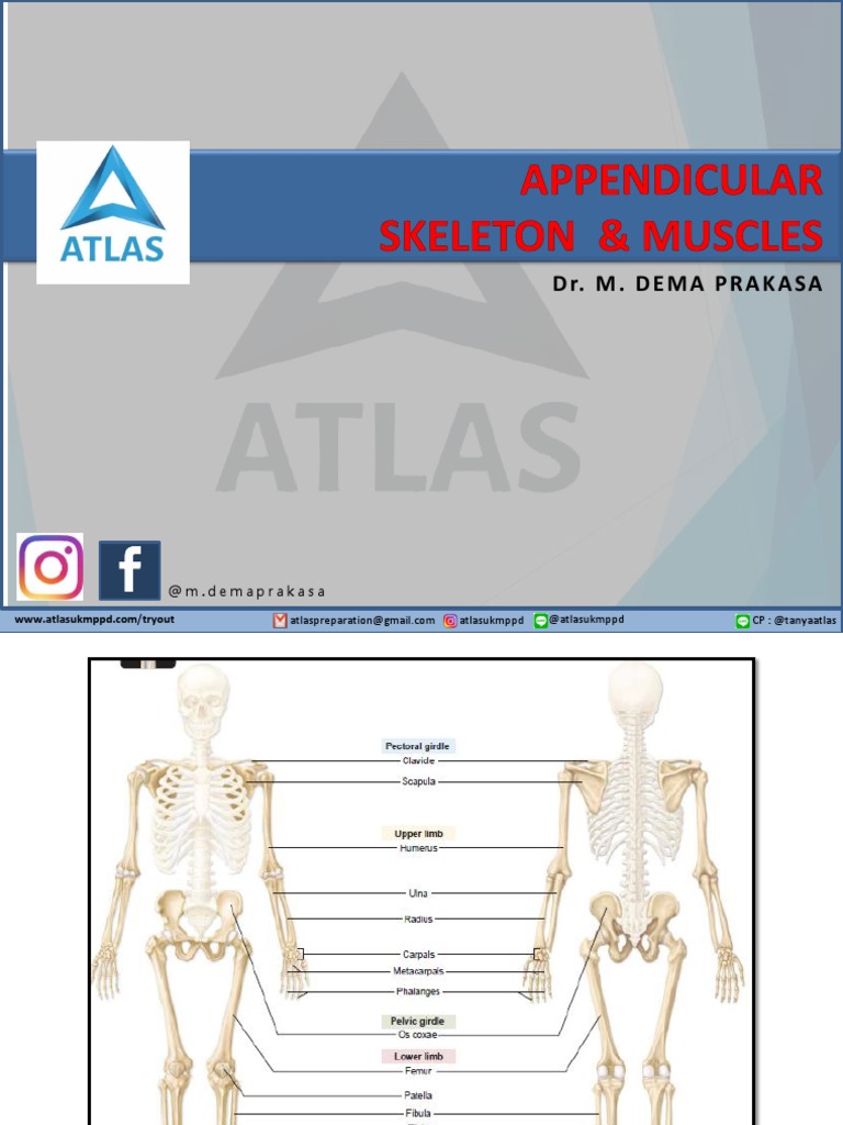 Appendicular Skeleton & Muscle Overview | PDF