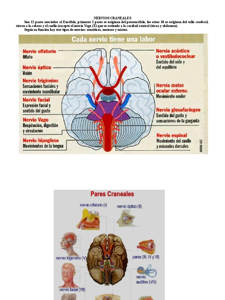 Nervios Craneales y Raquideos | PDF | Médula espinal | Vértebra