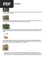 Capiz Shells: Definition and Uses | PDF | Pearl | Molluscs