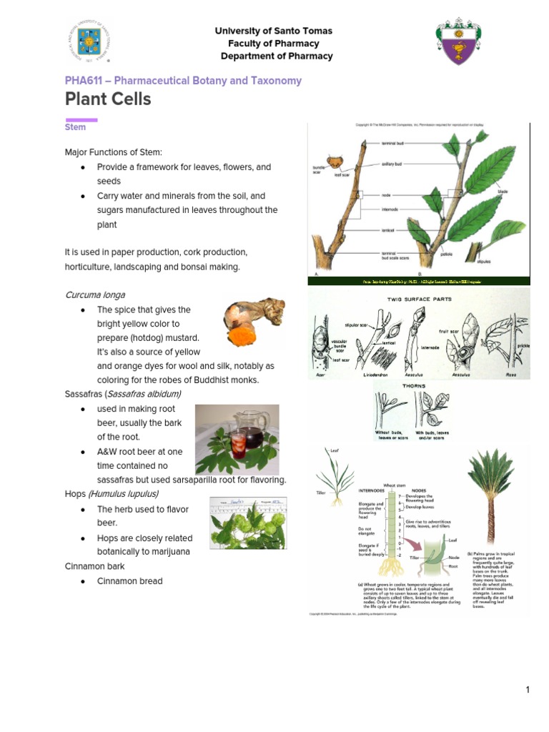 PHA611 - Unit 2 - Lesson 2 - Plant Stem | PDF | Plant Stem | Wood