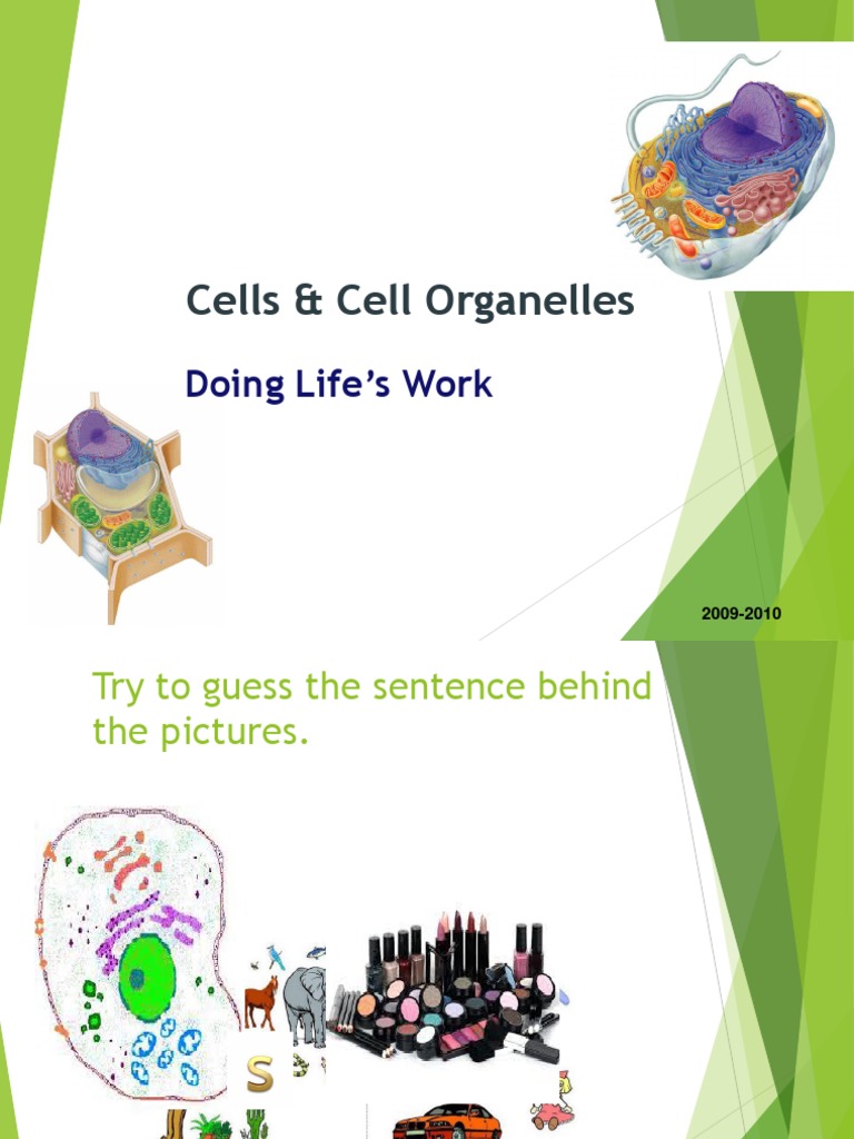 Parts of The Cell Students | PDF | Endoplasmic Reticulum | Cytoskeleton