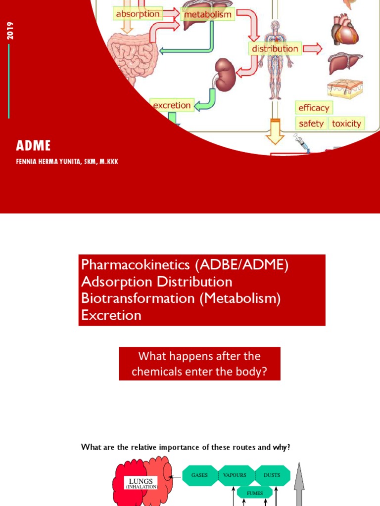 ADME Toksikologi-Industri | PDF | Drug Metabolism | Vein