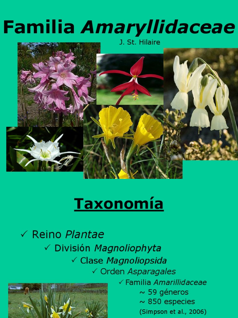 Características de la Familia Amaryllidaceae | PDF | Plantas | Botánica