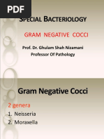 Gram Negative Cocci Flow Chart | PDF | Gram Negative Bacteria | Prokaryote