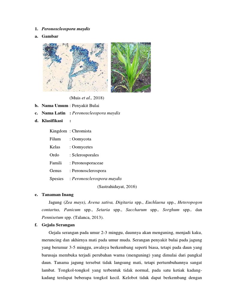 Penyakit Tanaman: Bulai, Rebah Semai, Blas | PDF