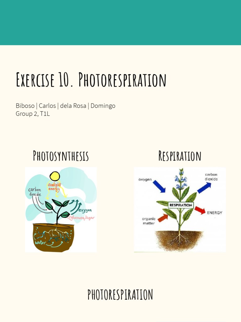 C3 vs C4 Plant Photorespiration Study | PDF | Photosynthesis | Carbon ...