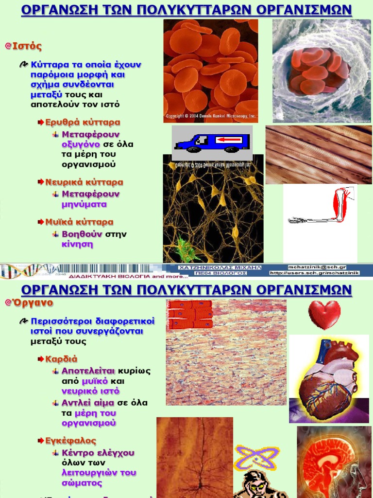 Η ΟΡΓΑΝΩΣΗ ΤΩΝ ΠΟΛΥΚΥΤΤΑΡΙΚΩΝ ΟΡΓΑΝΙΣΜΩΝ | PDF