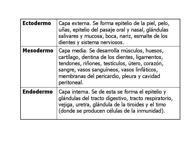 Capas Germinativas PDF | PDF | Ciencia y matemáticas