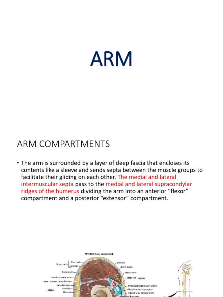Muscles of The Arm | PDF | Arm | Elbow