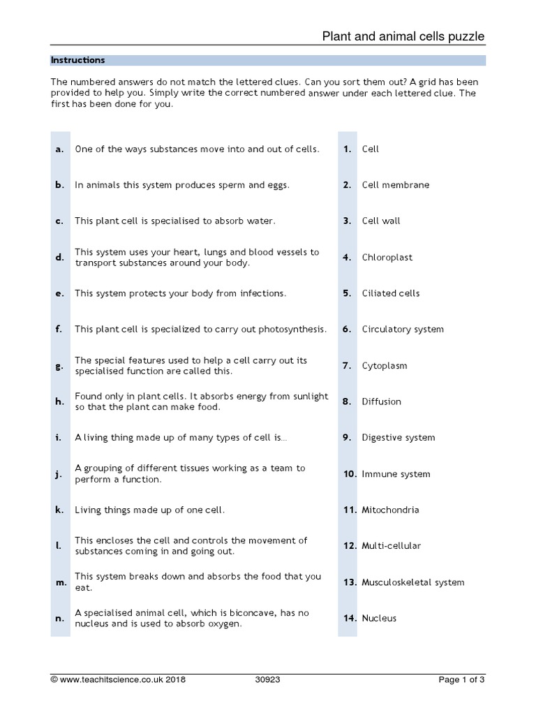 Plant and Animal Cells Puzzle | PDF | Cell (Biology) | Plants
