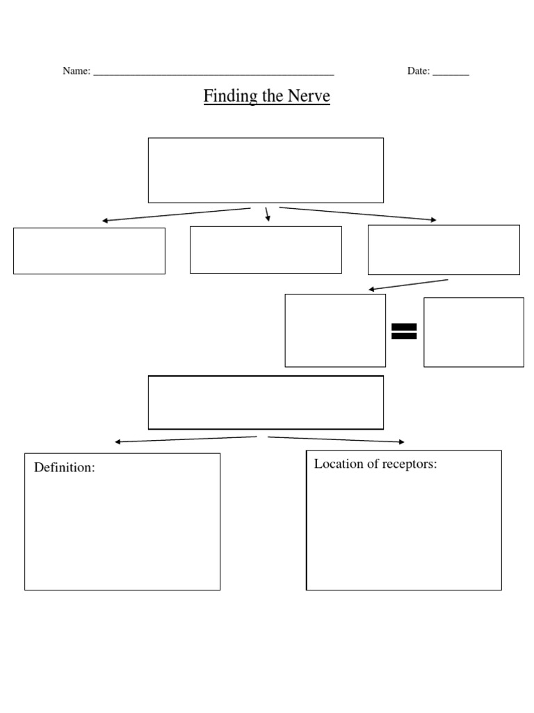 Finding The Nerve Graphic Organizer | PDF | Brain | Neuron