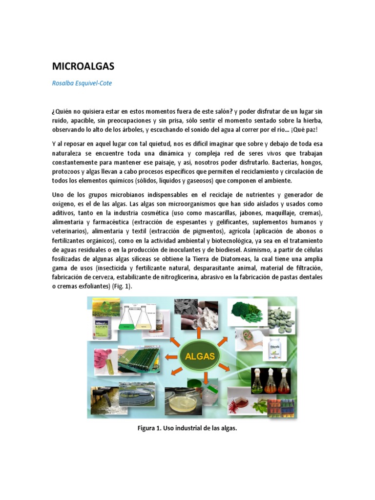 Microalgas: Importancia y Clasificación | PDF | Fotosíntesis | Algas