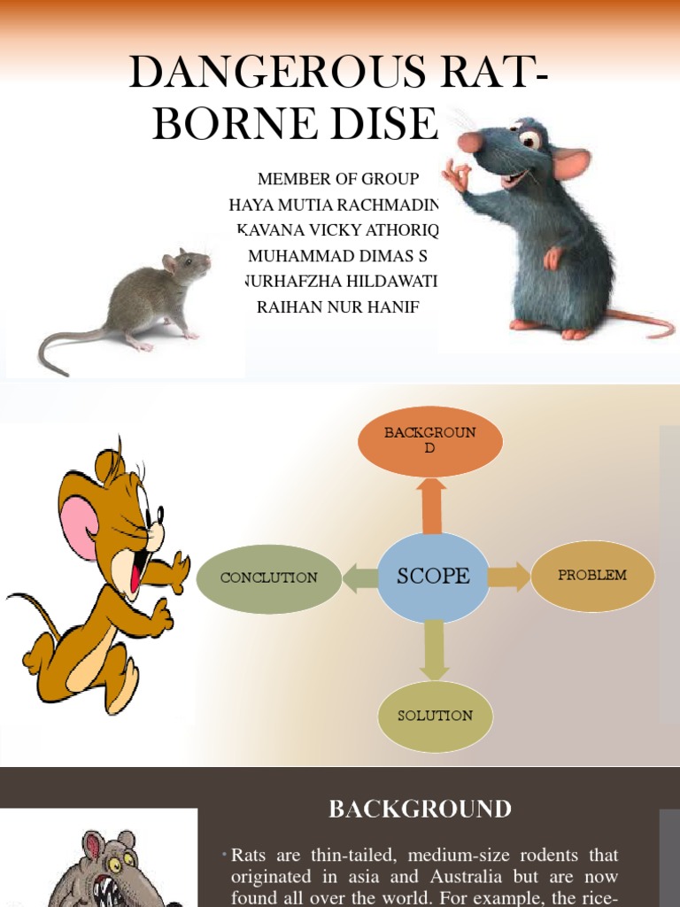 Rat-Borne Disease Prevention Guide | PDF | Rat | Rodent
