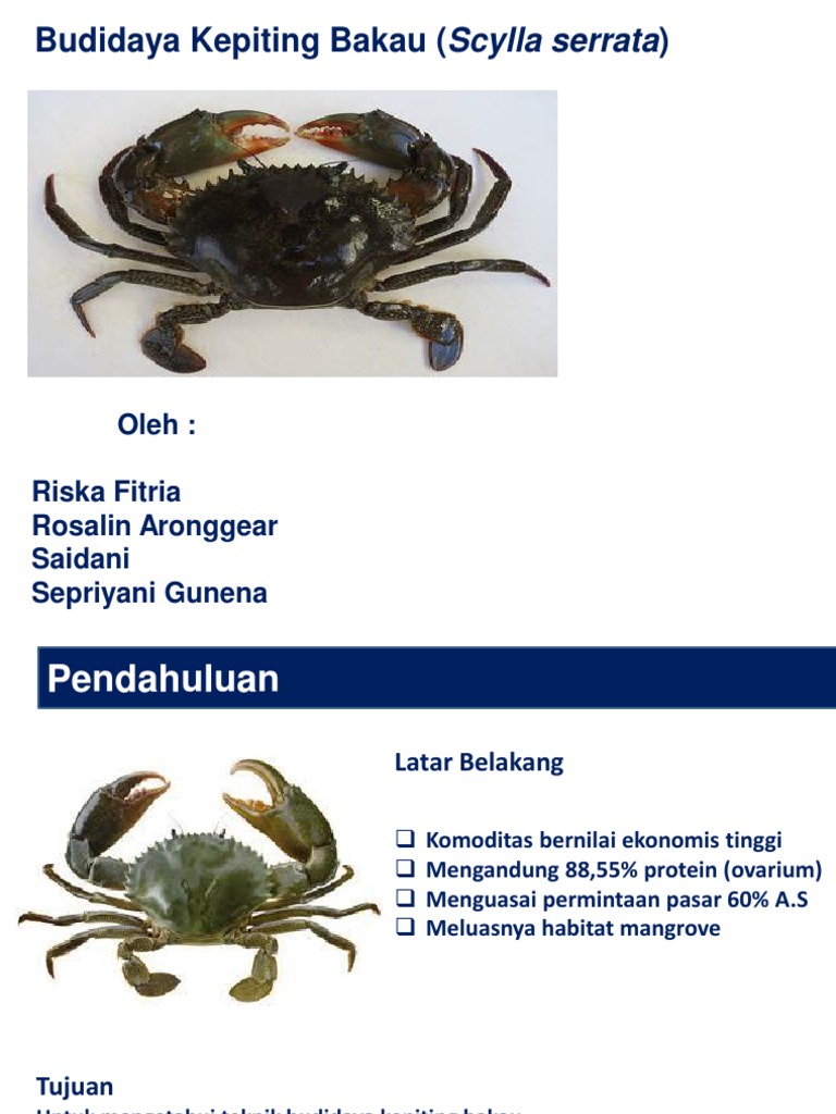 Budidaya Kepiting Bakau | PDF