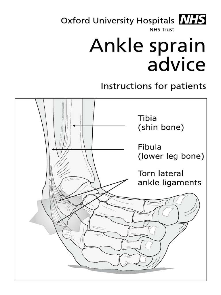P Ankle | PDF | Foot | Anatomical Terms Of Motion