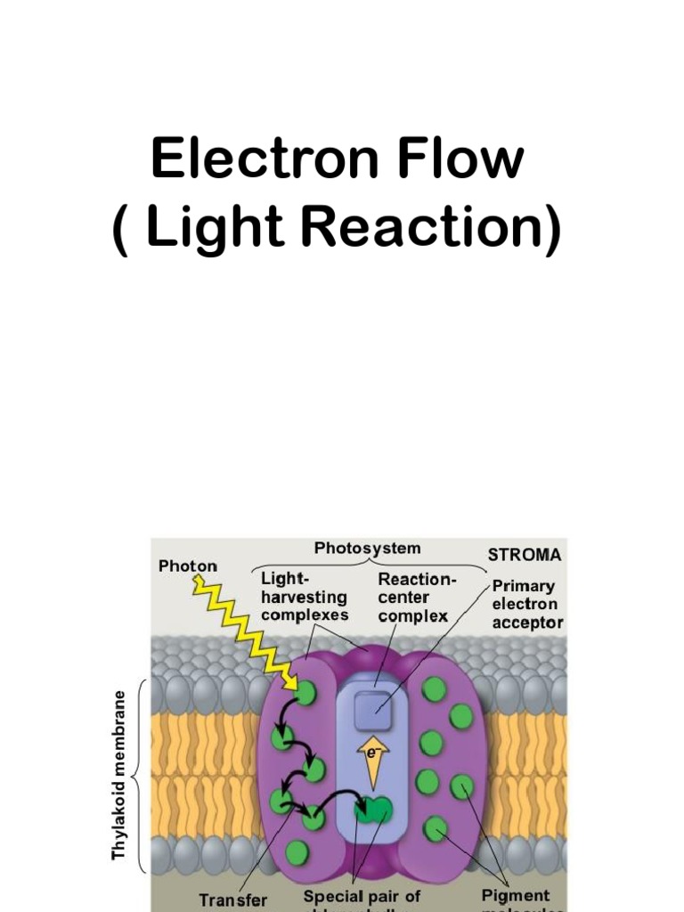 Electron Flow (Light Reaction) | PDF