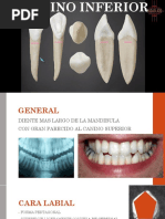 Resumen Canino Inferior | PDF | Anatomia dental | Ramas de Odontología