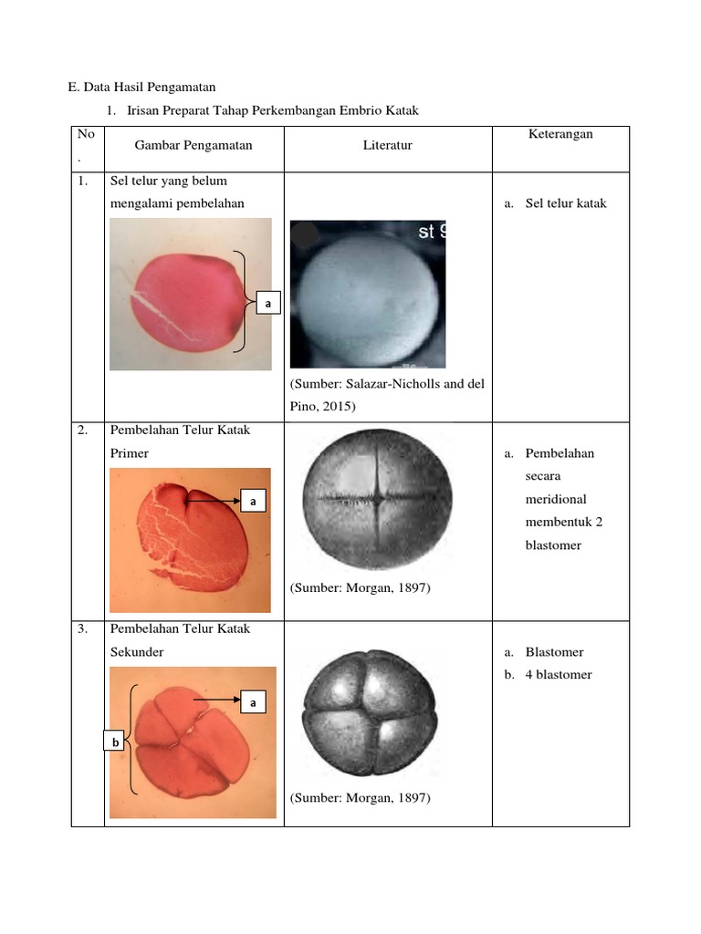 Tahapan Perkembangan Embrio Katak | PDF