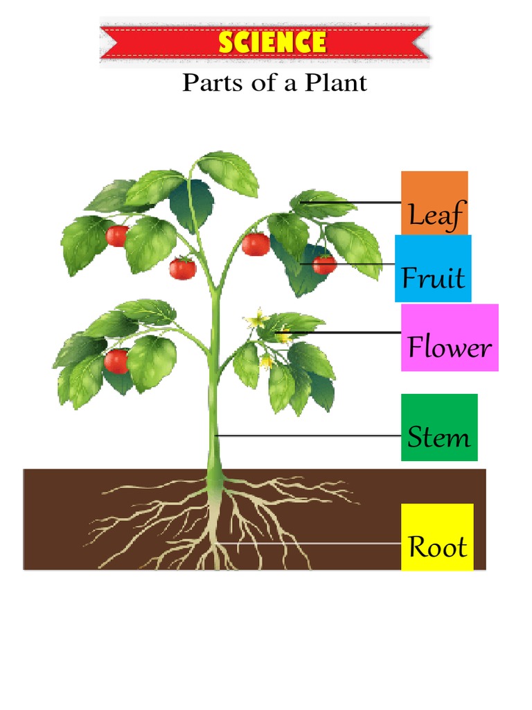Parts of A Plant | PDF | Science & Mathematics