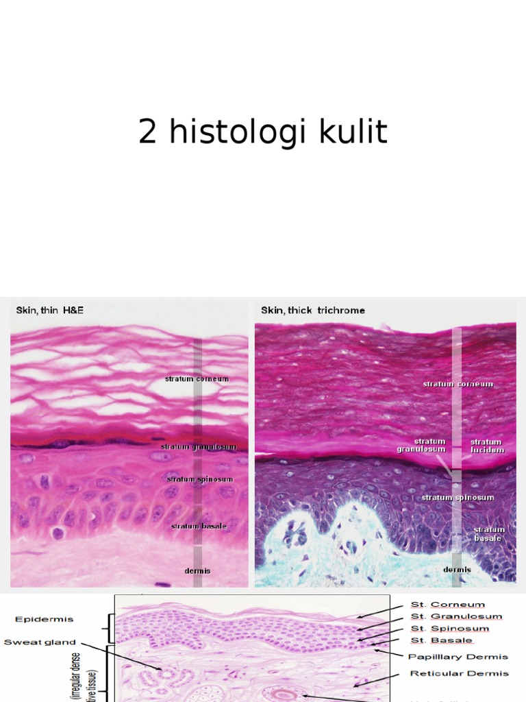 2 histologi kulit