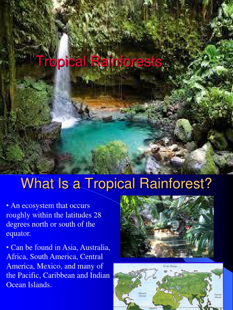 Tropical Rainforest | PDF | Rainforest | Trees