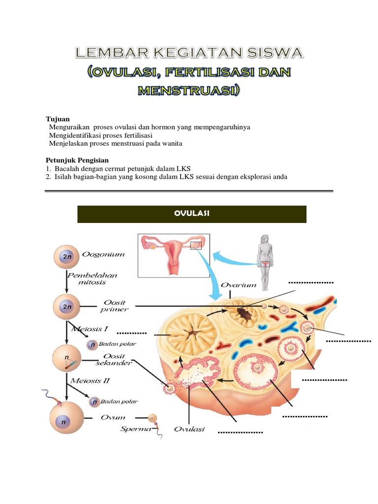 LKS 3. Ovulasi, Fertilisasi Dan Menstruasi | PDF | Kesehatan Holistik | Sains & Matematika