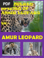 Amur Leopard - Endangered Species | PDF | Leopard | Organisms
